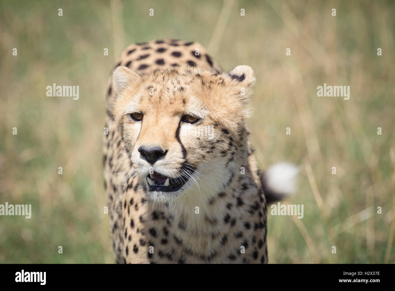 cheetah on the savanna 4 Stock Photo - Alamy
