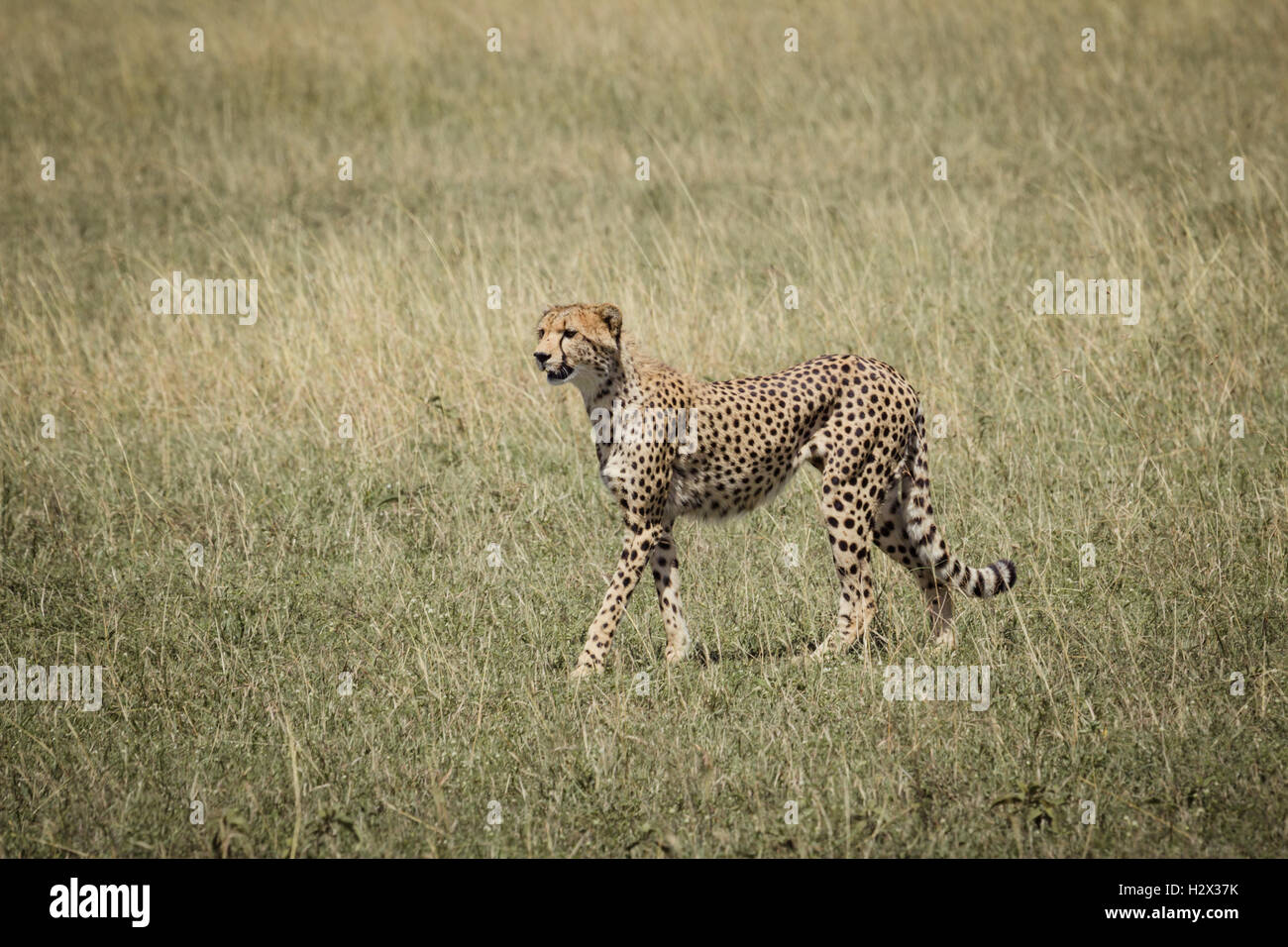 cheetah on the savanna 5 Stock Photo - Alamy