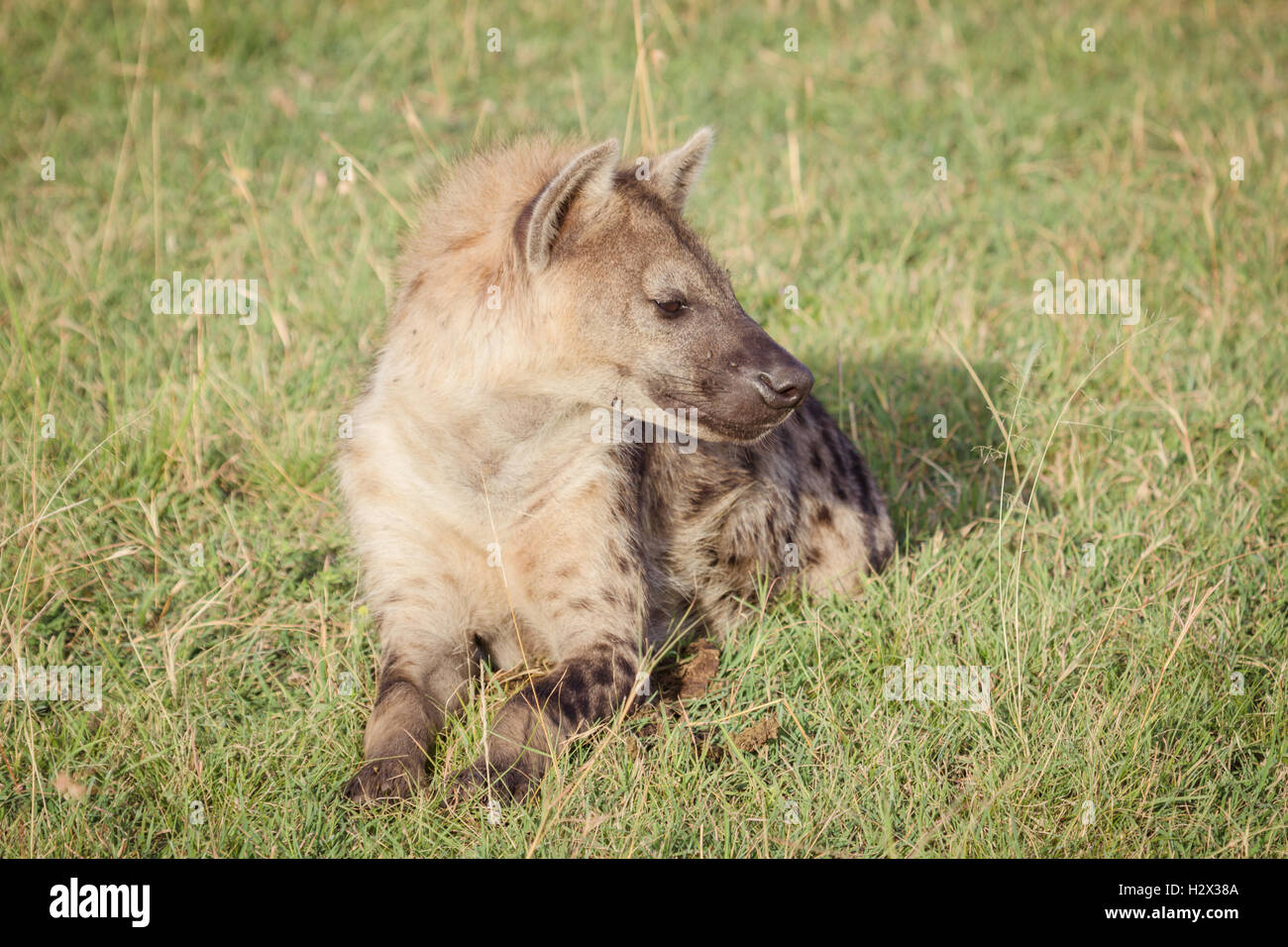 hyena relaxes on the grass Stock Photo - Alamy