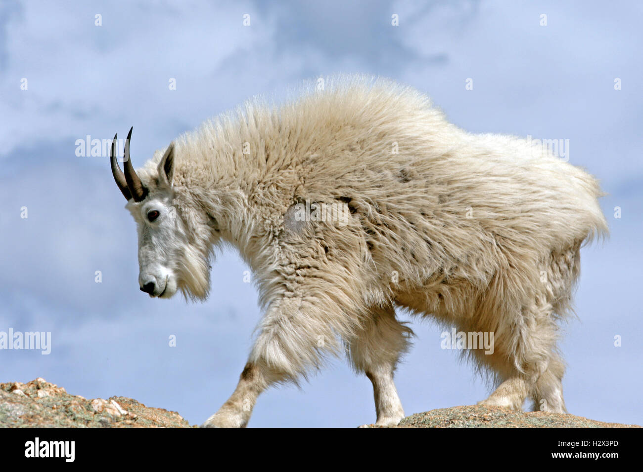Climbing Over Ledge High Resolution Stock Photography and Images - Alamy