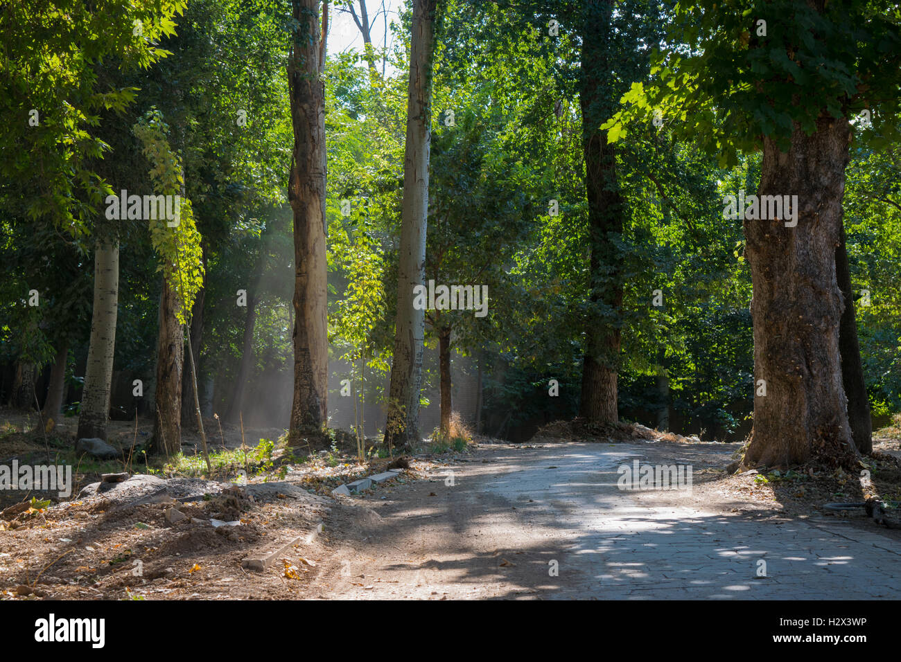 light , dust , trees Stock Photo - Alamy