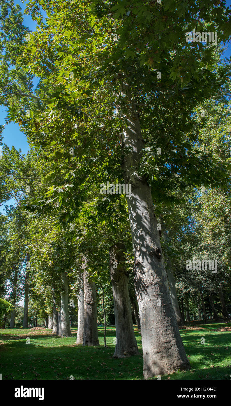 queue of trees Stock Photo - Alamy