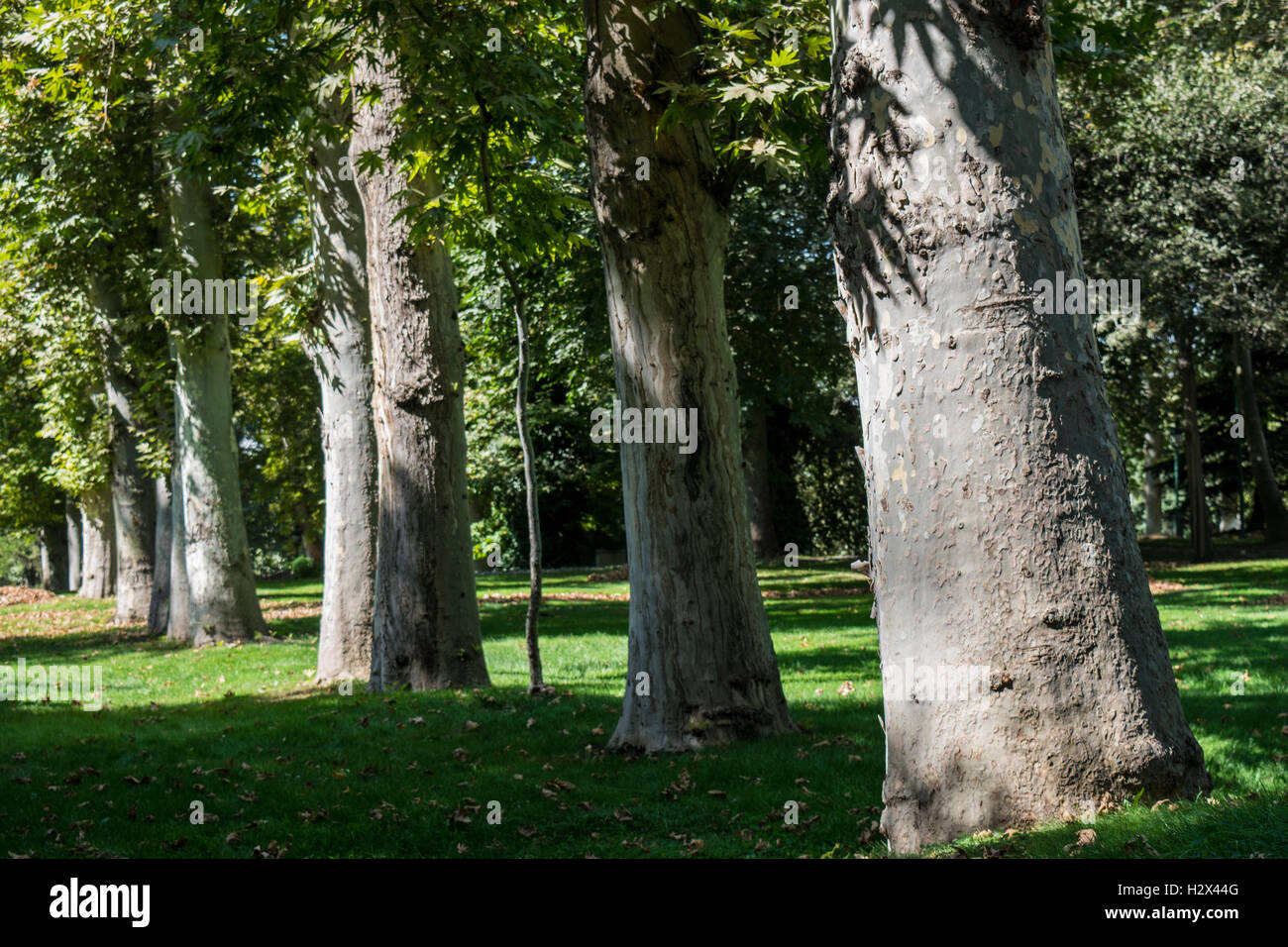 queue of trees Stock Photo - Alamy