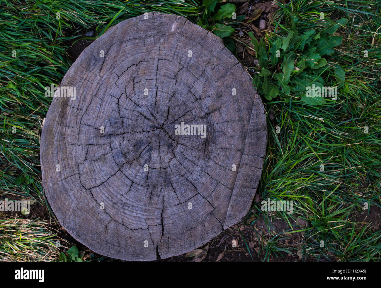 Root stump hi-res stock photography and images - Alamy