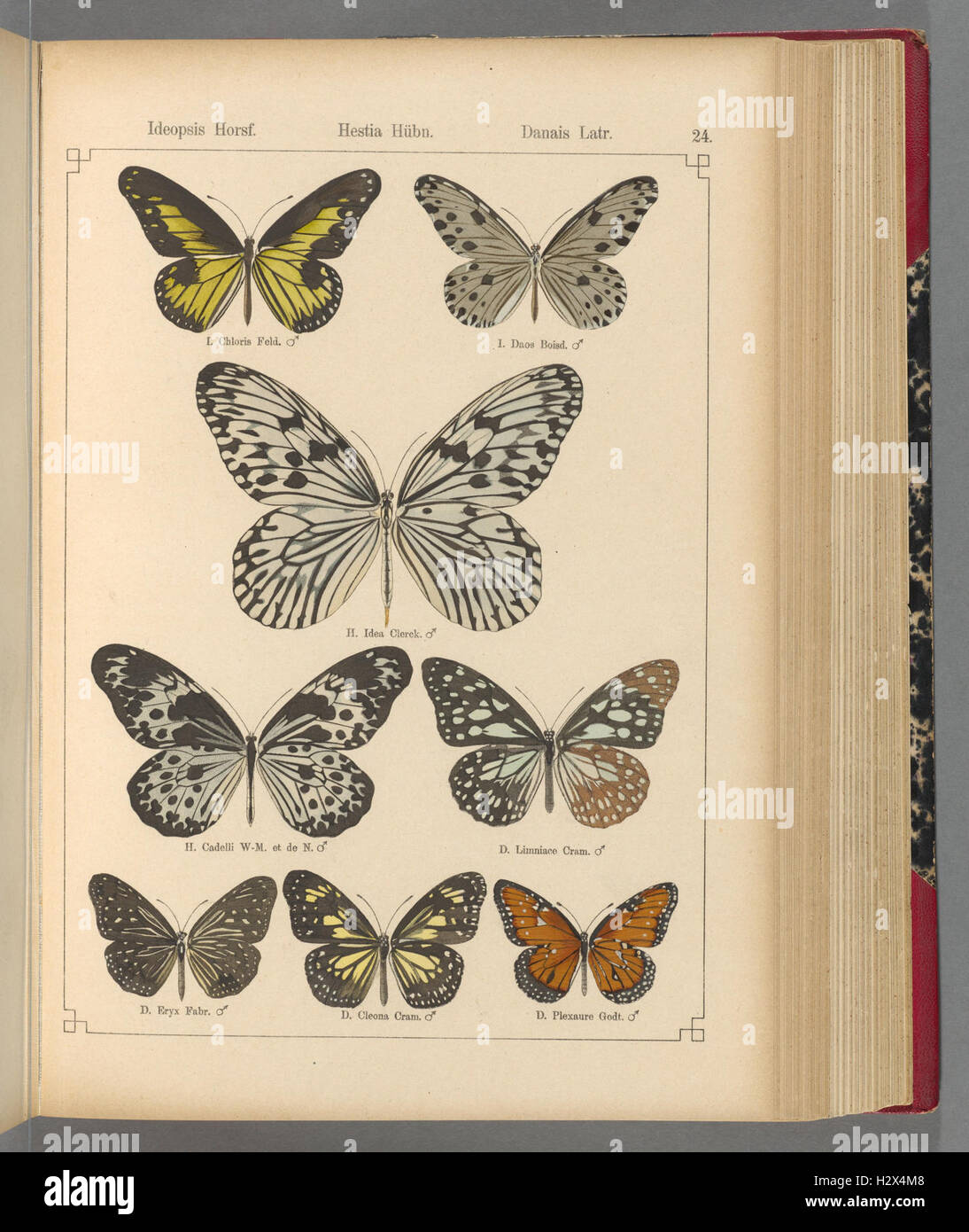 This plate (24) from the work on exotic butterflies illustrates rare ...