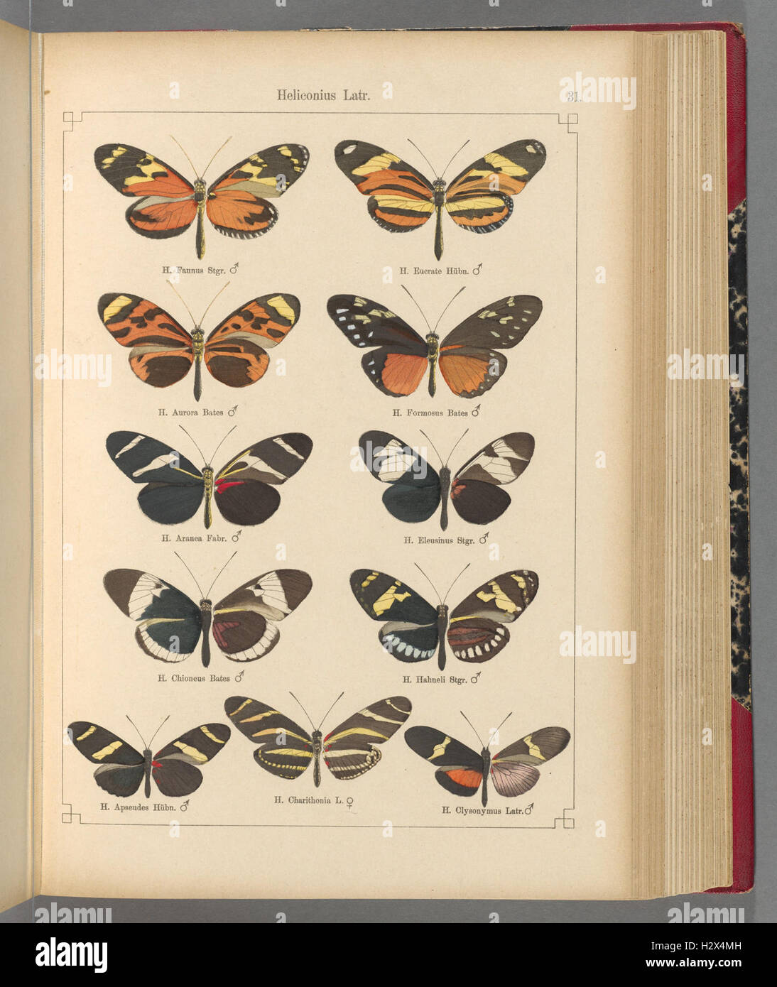 A detailed illustration of exotic butterflies from various regions ...