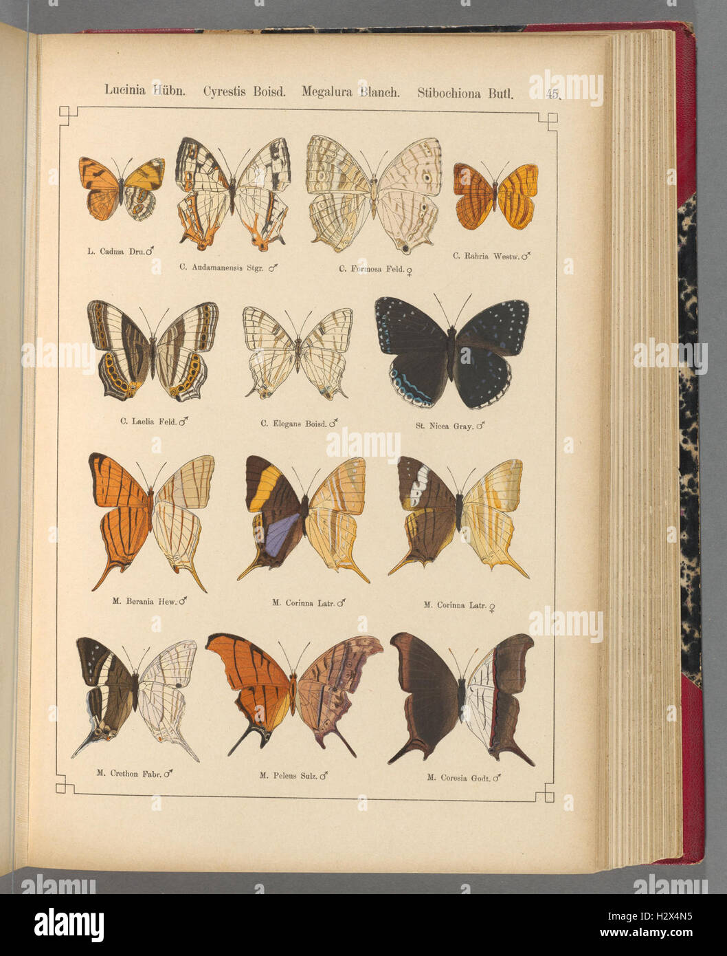 Work on butterflies includes hi-res stock photography and images - Alamy