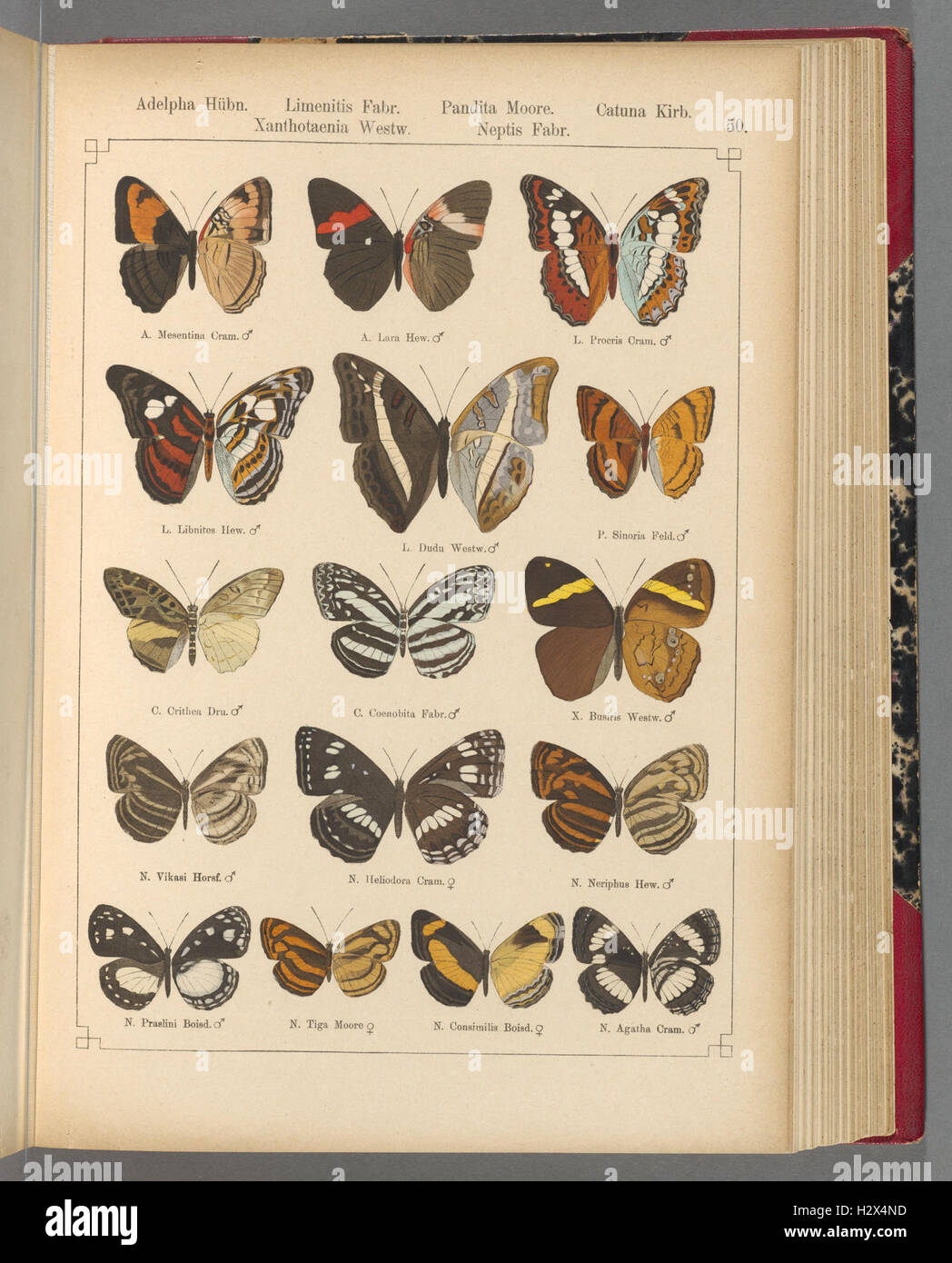 Exotische schmetterlinge (Taf. 50) BHL400 Stock Photo - Alamy