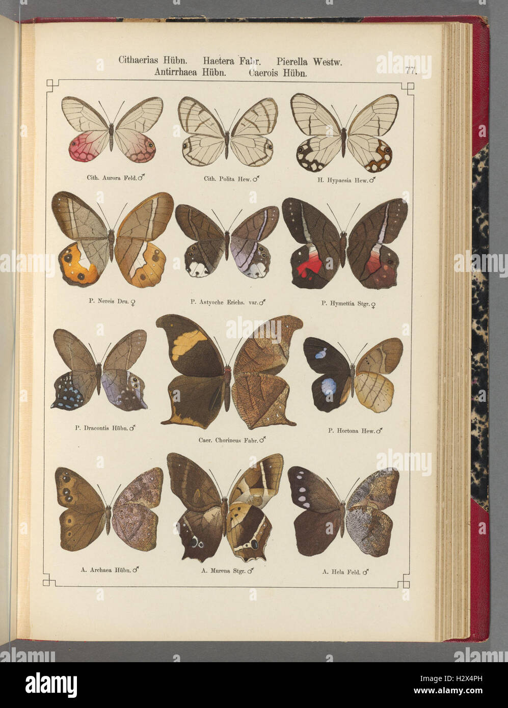Plate 77 of 'Exotische Schmetterlinge' presents exotic butterfly ...