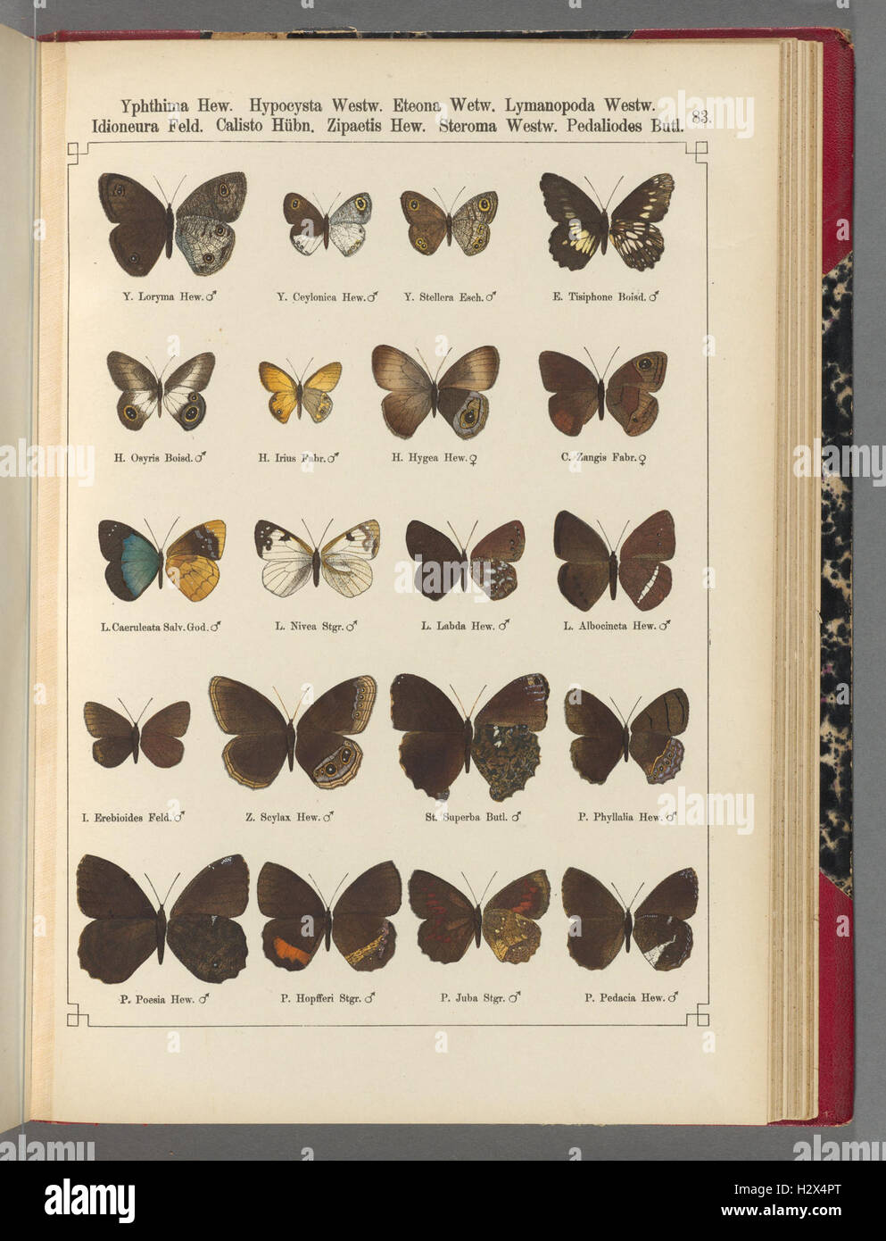 This work explores a variety of exotic butterfly species through ...