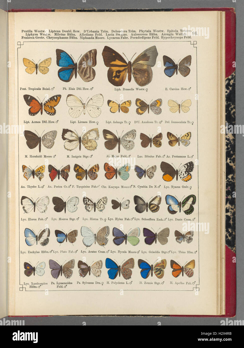A focused study on exotic butterflies, this work showcases the ...