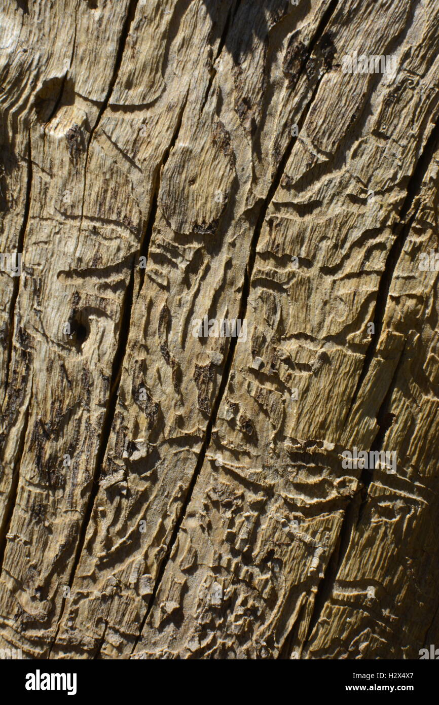 Raw naturally weathered wood. rustic wood. untreated wood. natural wood ...