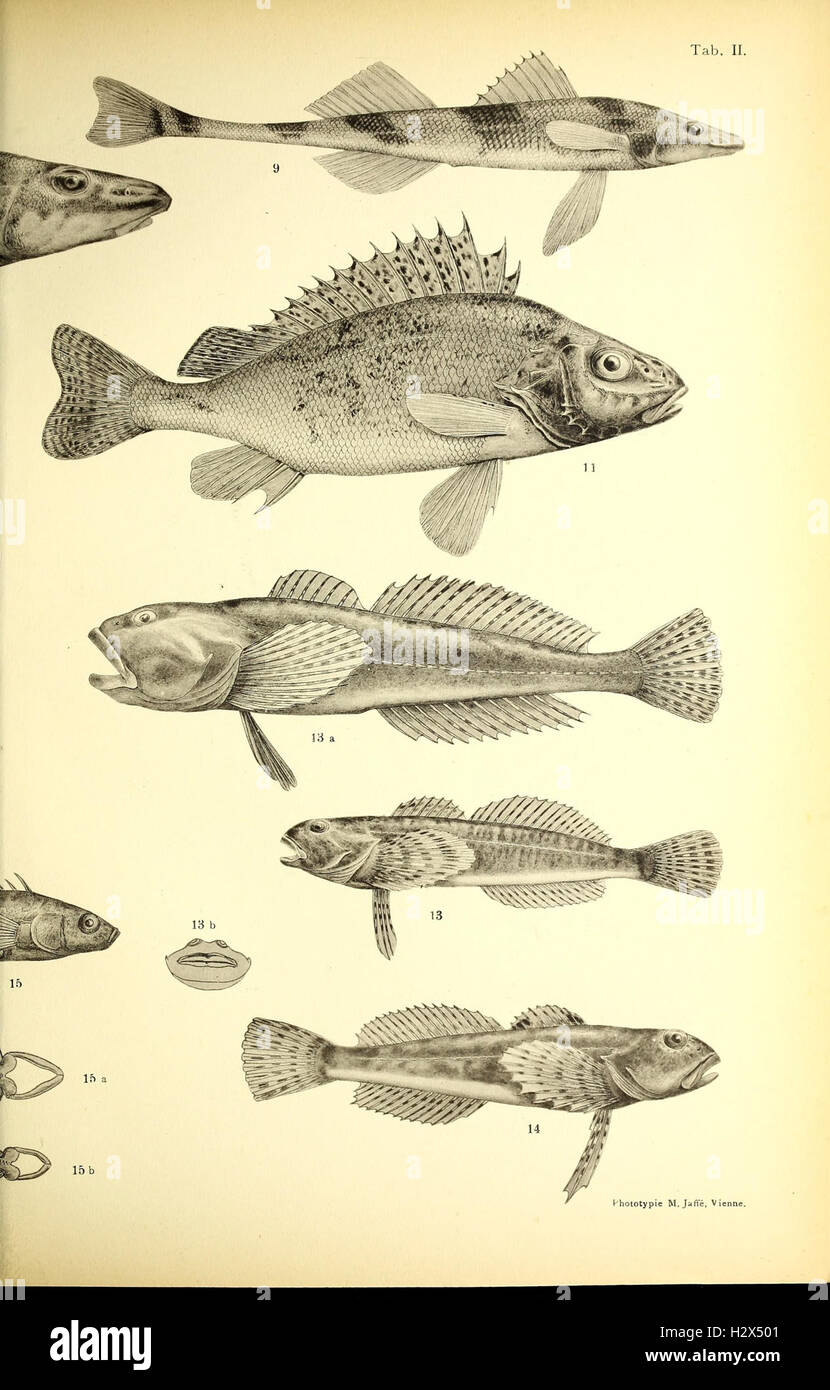 This work focuses on the fish fauna of Romania, with particular ...