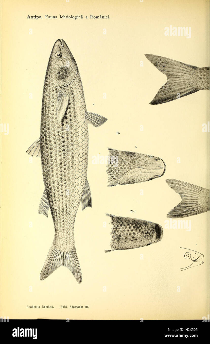 This work provides a detailed account of the ichthyofauna of Romania ...