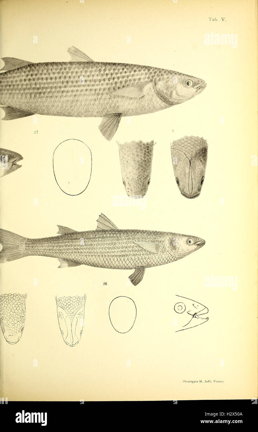 This plate presents the fish species of Romania, with detailed ...