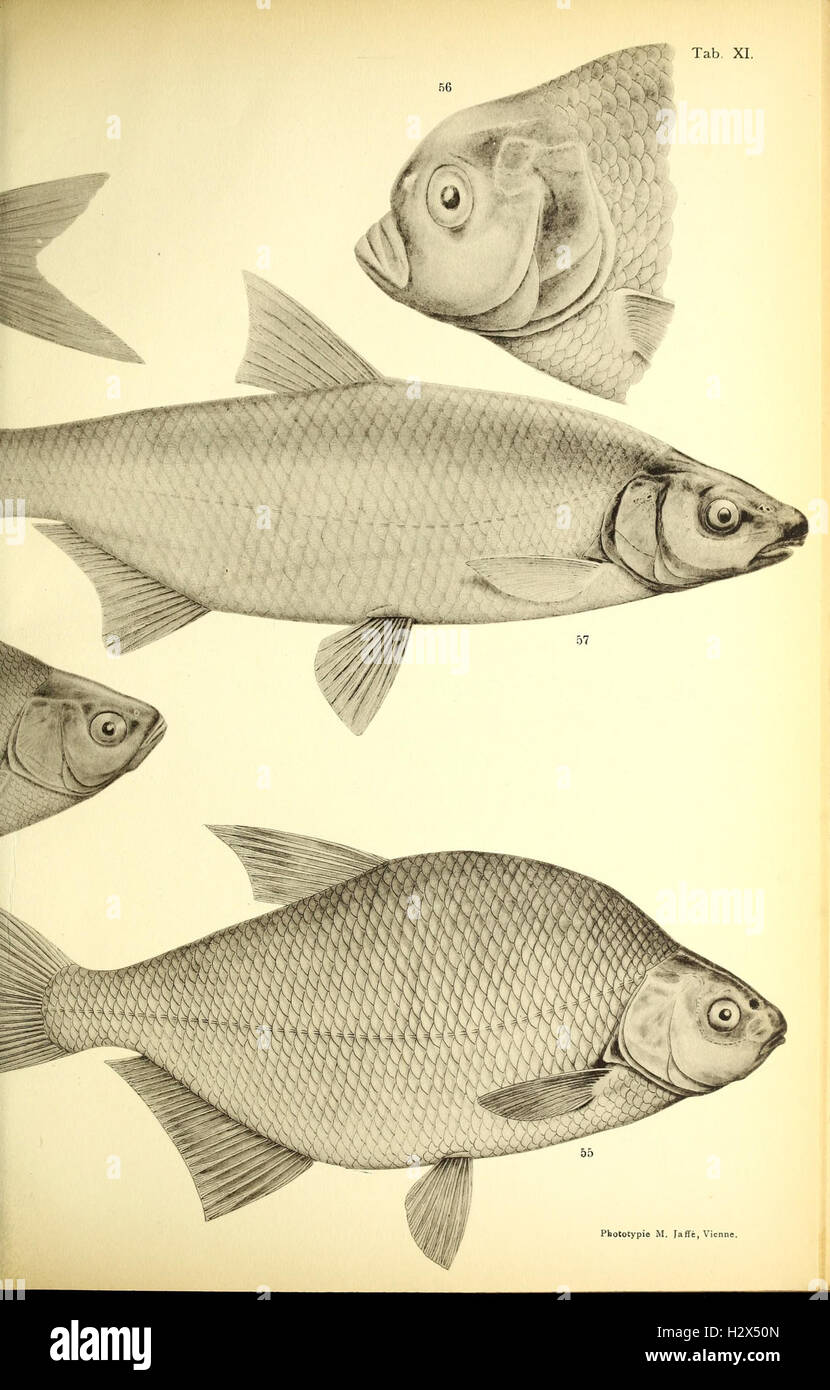 Table XI from 'Fauna ichtiologica a României', presenting an overview ...