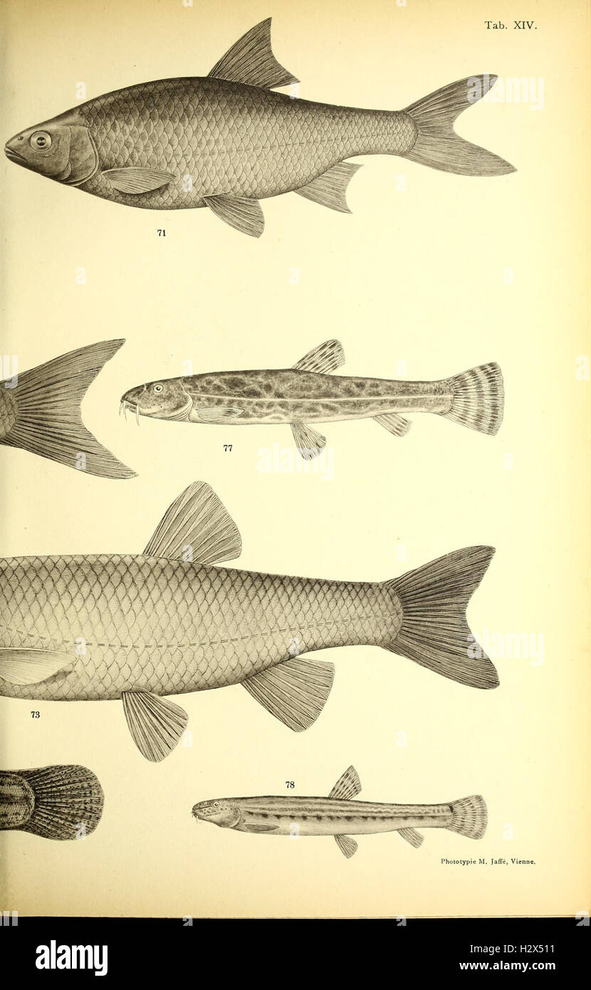 This work explores the ichthyofauna of Romania, presenting various fish ...