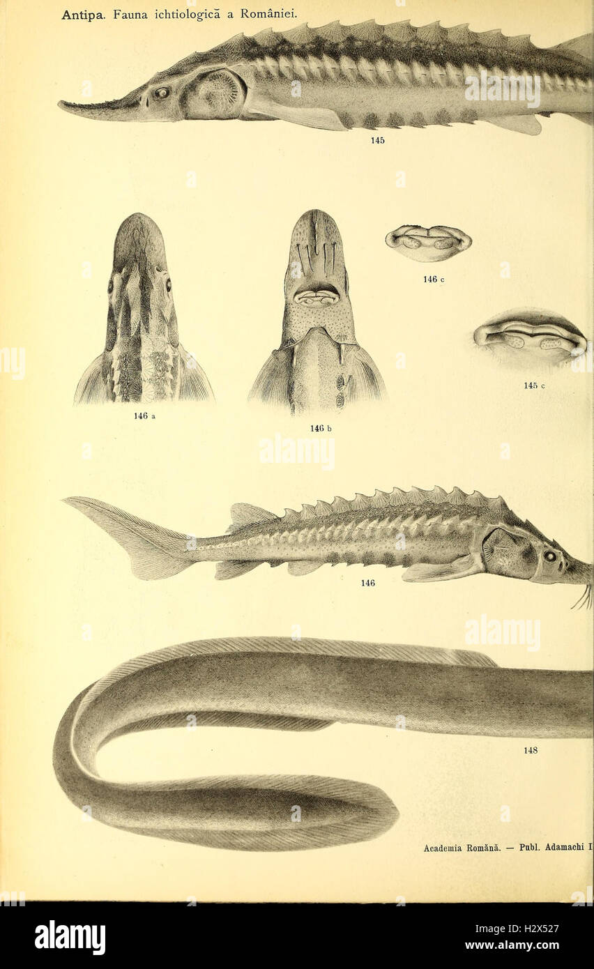 A detailed study of the ichthyofauna of Romania, focusing on the fish ...