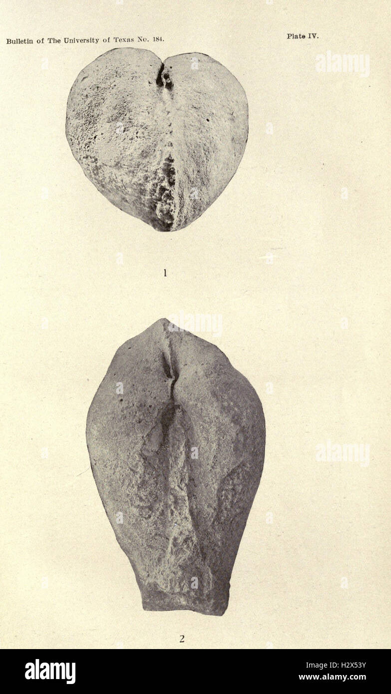 This work investigates the ancient fauna preserved in the Buda ...