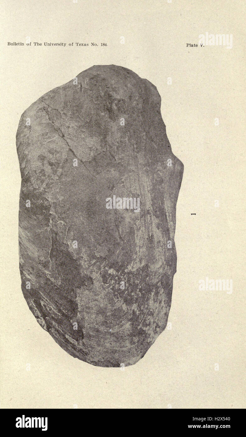 This work describes the animal species found in the Buda limestone ...