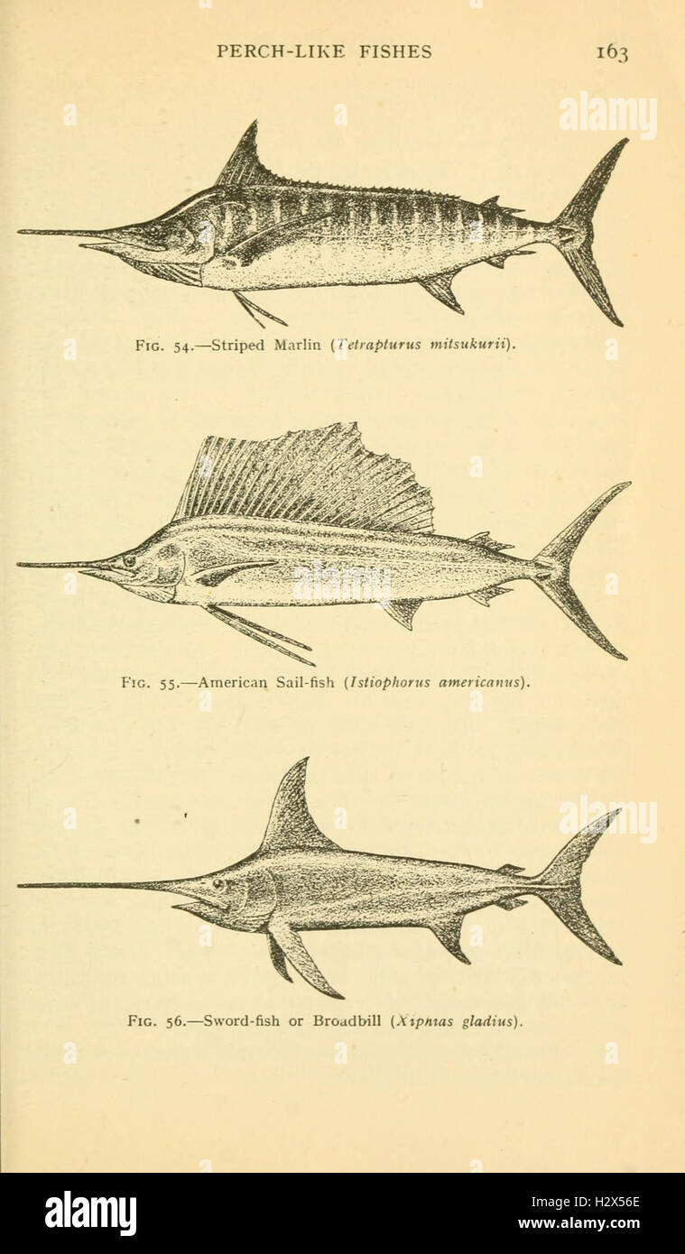 The 'Field Book of Giant Fishes' documents the species of large fish ...