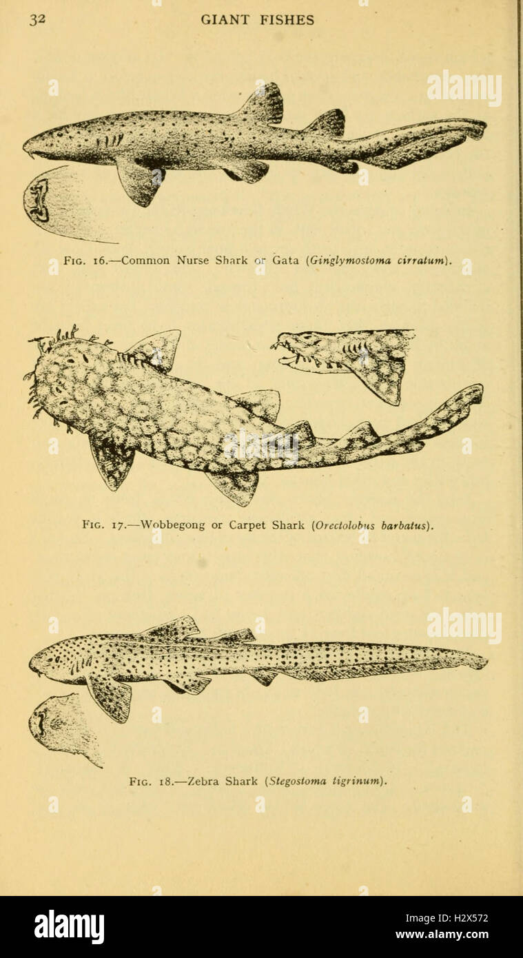 A page from a field guide on large fish species, illustrating different ...