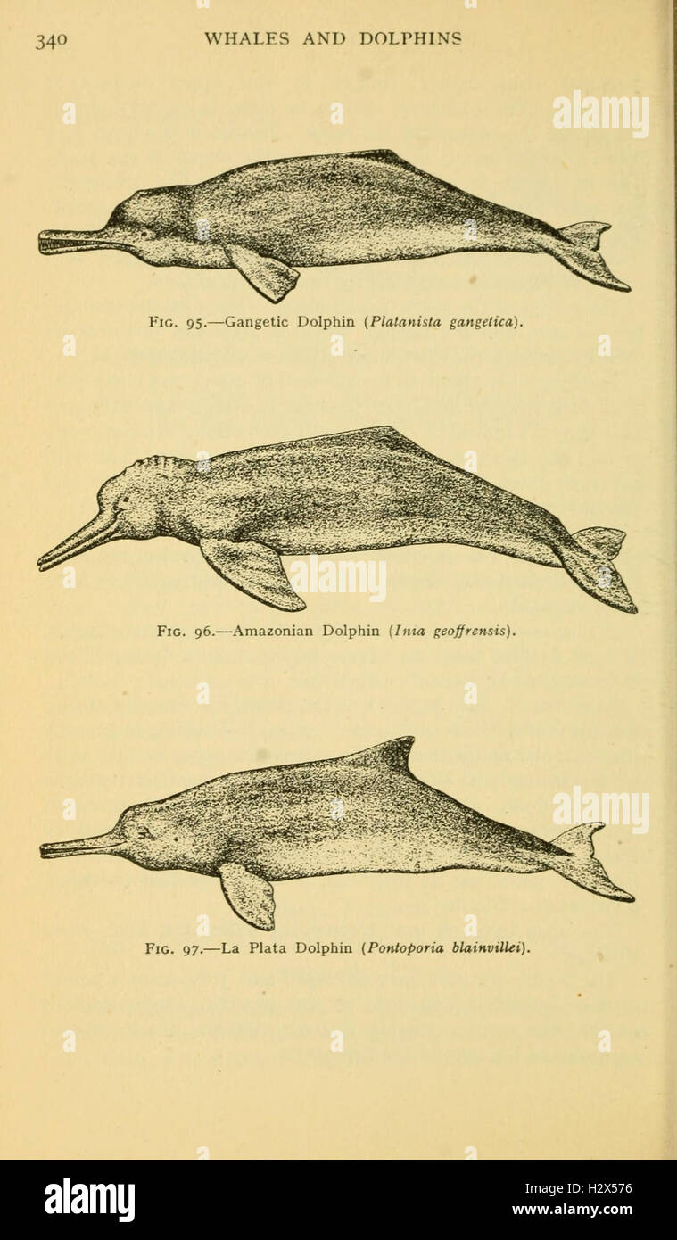 A field guide to giant fish species, including detailed descriptions ...