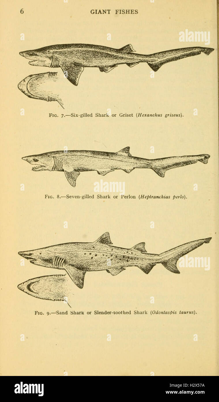 A field guide to giant fish species, with detailed illustrations on ...