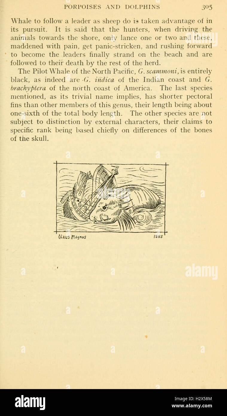 This field book documents the giant fish species, focusing on their ...