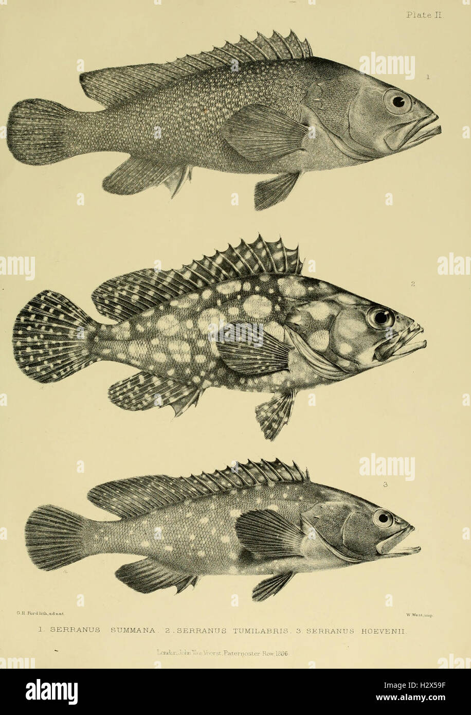 This work details the fish species of Zanzibar, including their ...