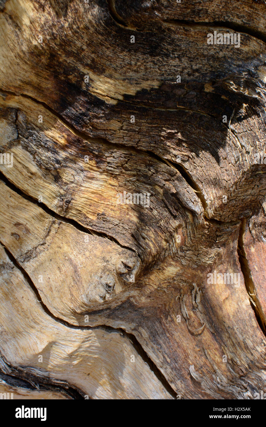 Raw naturally weathered wood. rustic wood. untreated wood. natural wood ...