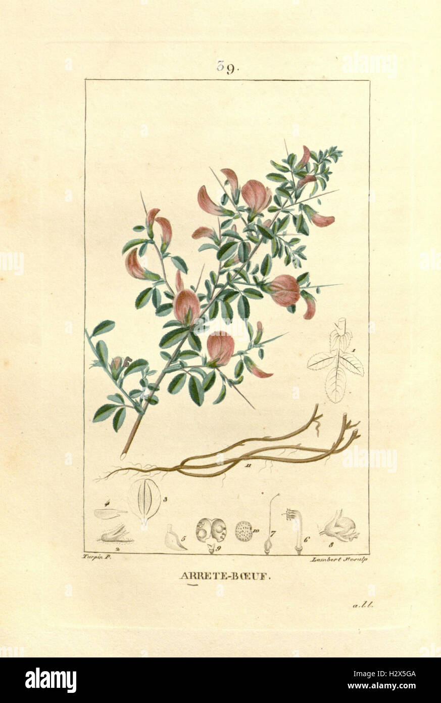 A detailed botanical plate from the medical flora series, showcasing ...