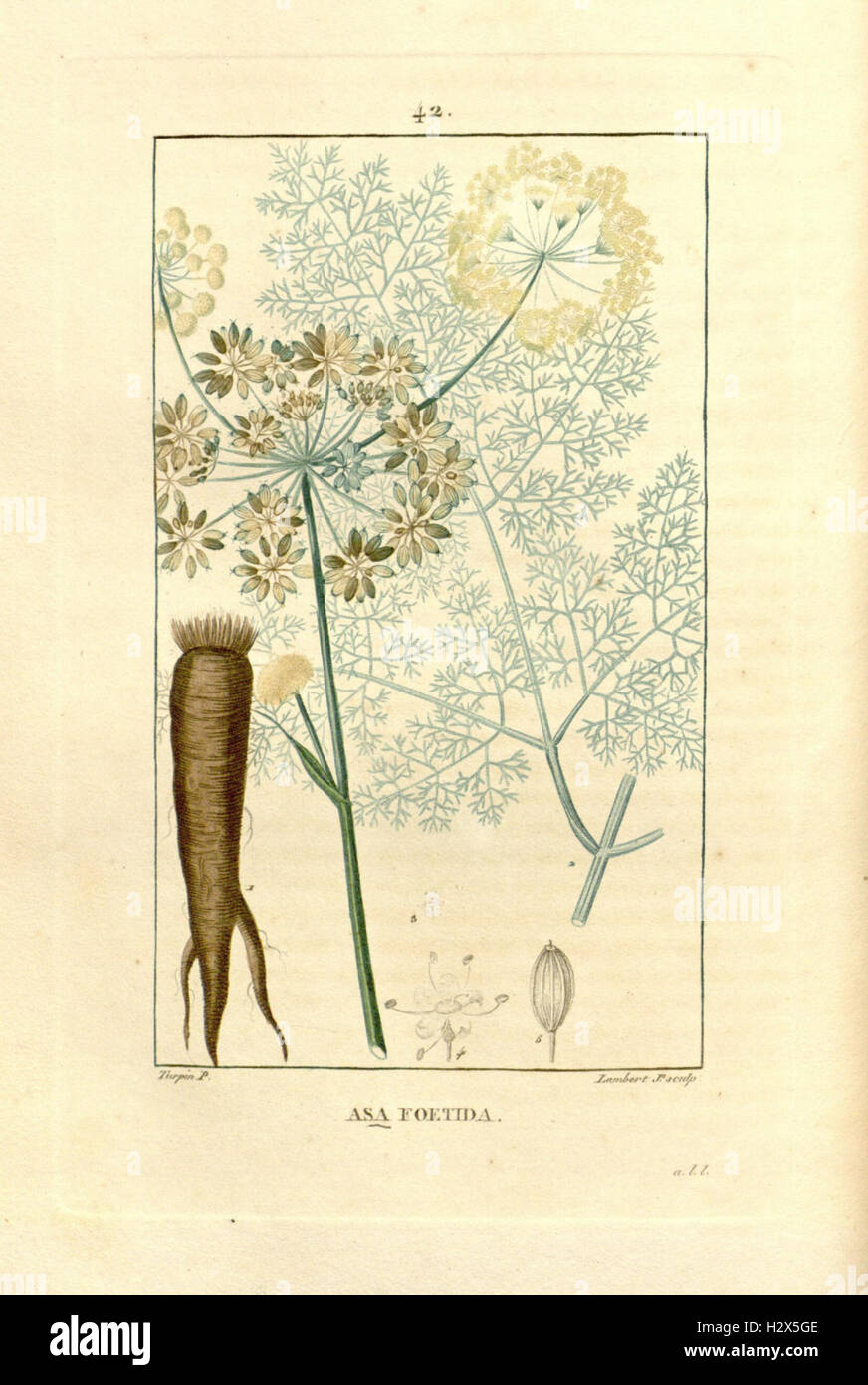This botanical plate features detailed illustrations of medicinal ...