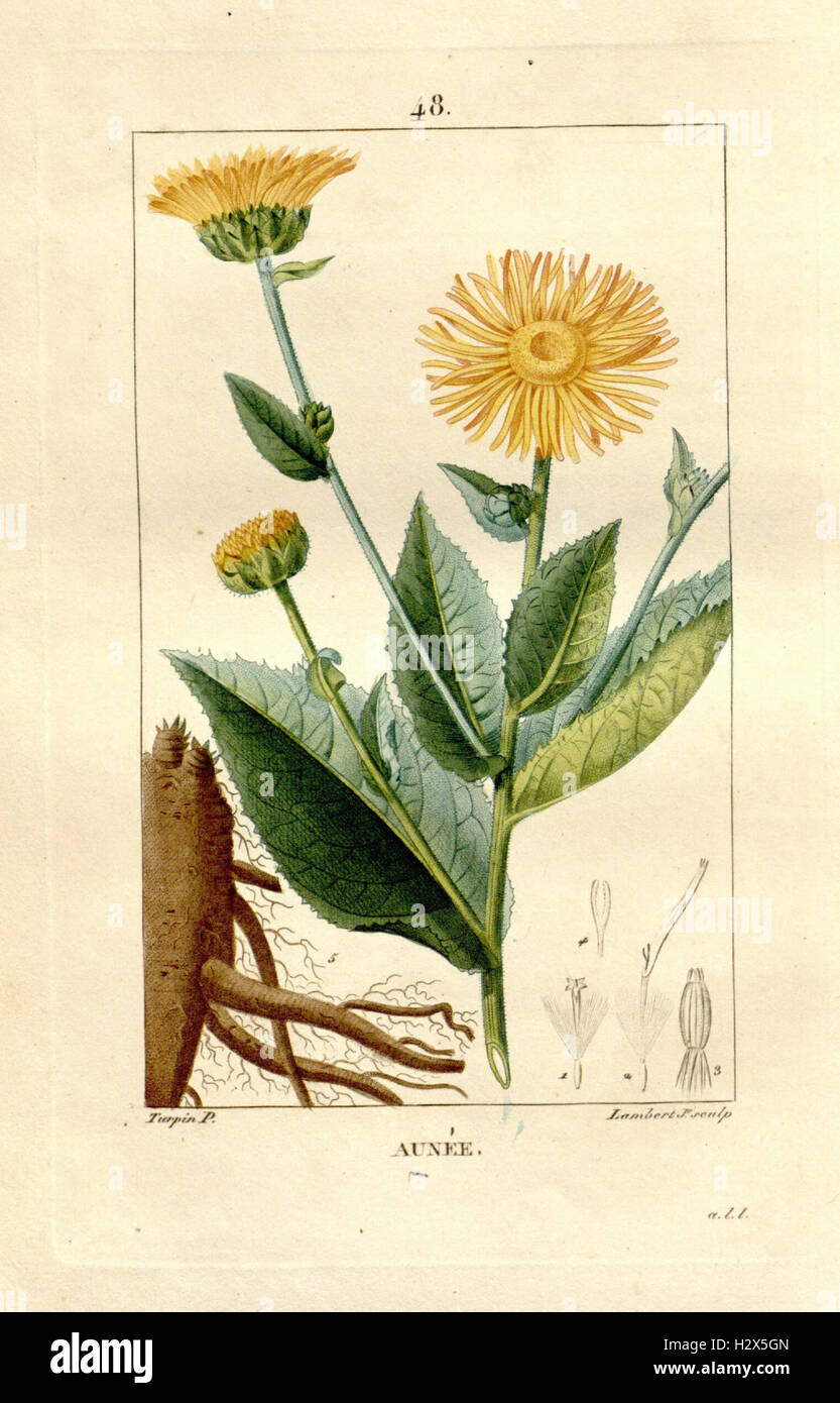A botanical reference detailing medicinal plants and their uses in ...