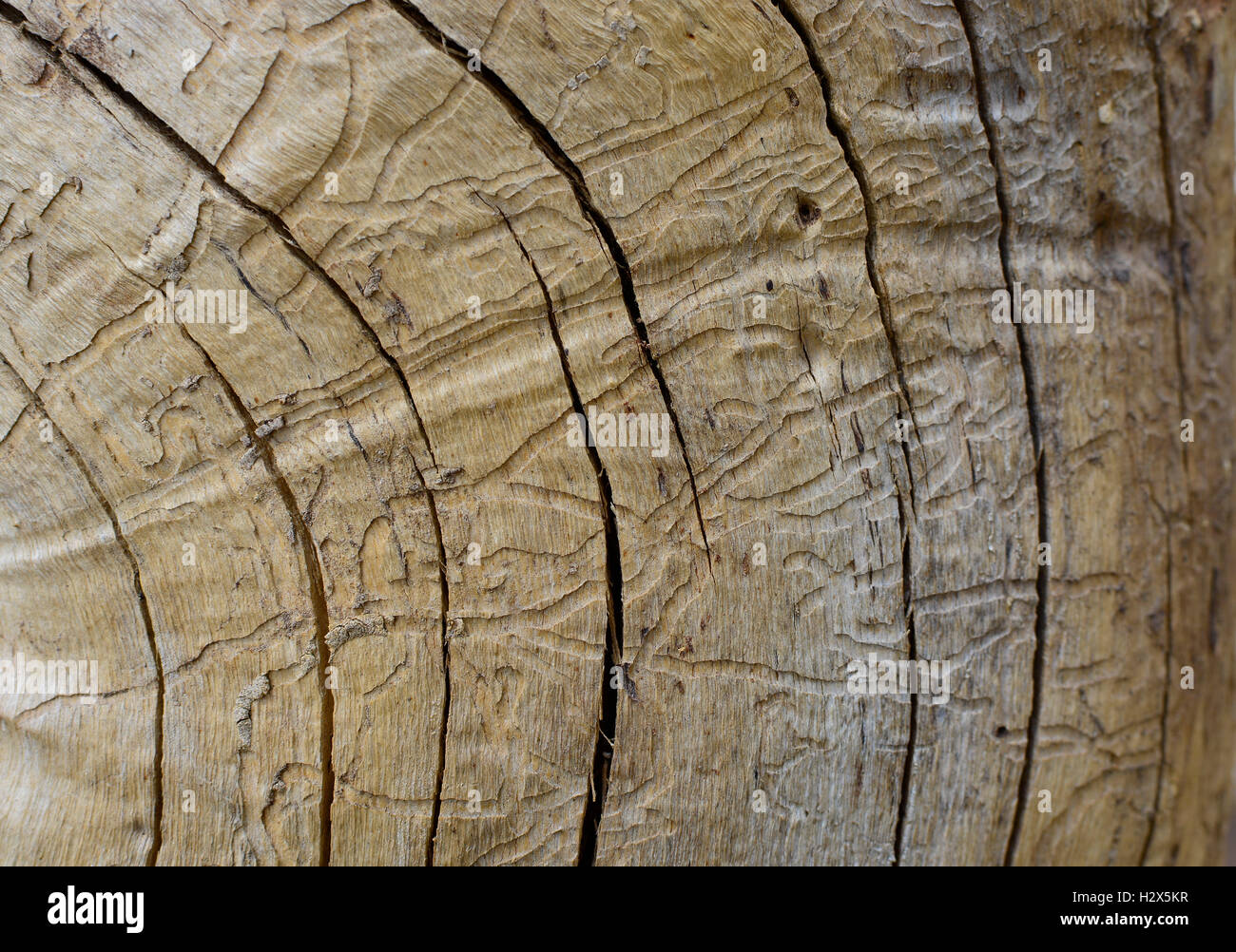 Rustic wood hi-res stock photography and images - Alamy