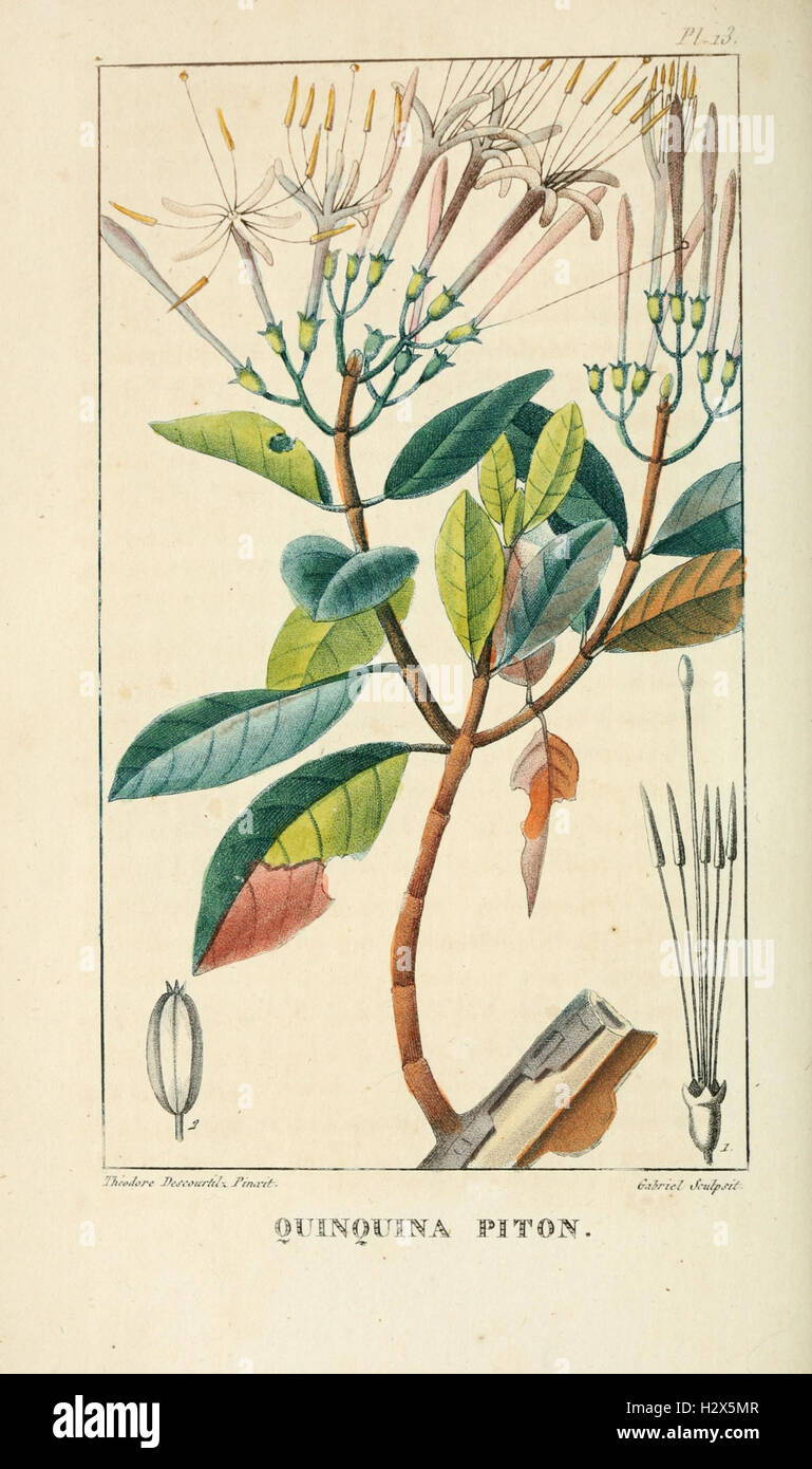 This botanical work presents the flora of the Caribbean islands ...