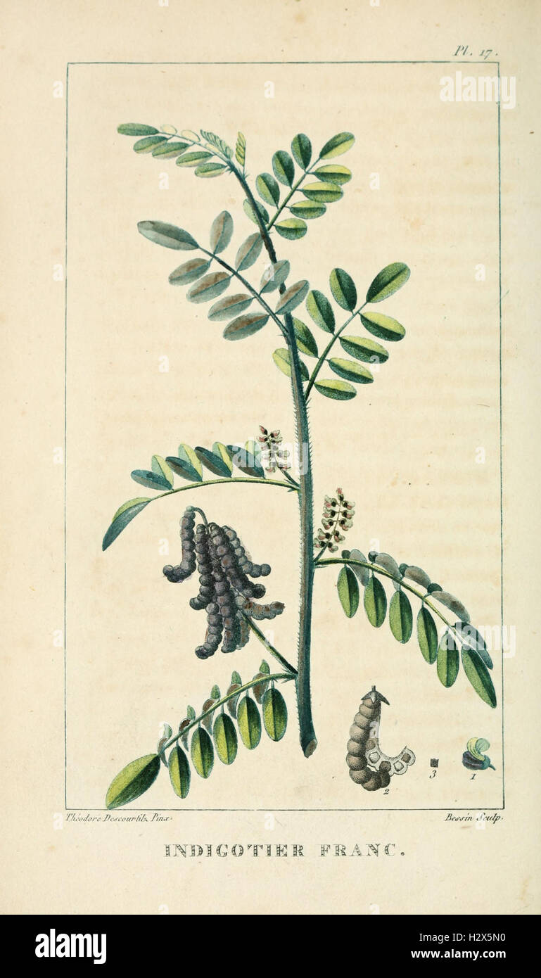 A pictorial and medicinal guide to the flora of the Antilles, this work ...