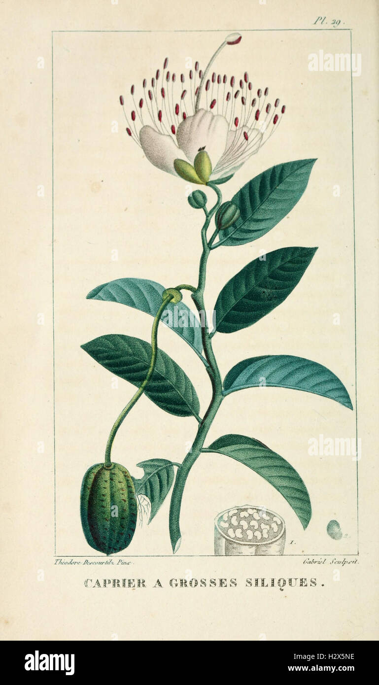 This botanical illustration represents a plant from the Caribbean ...