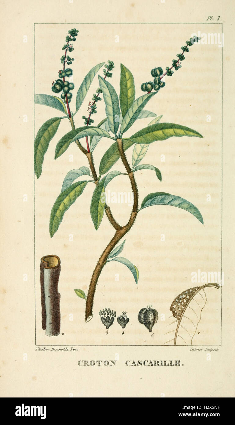 This work offers a picturesque and medical description of the flora of ...