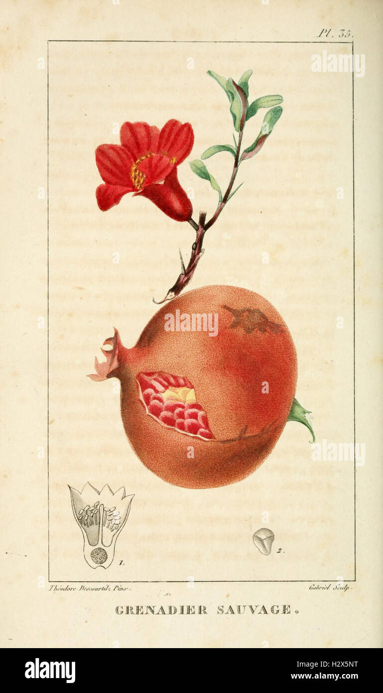 This work explores the picturesque and medicinal flora of the Caribbean ...