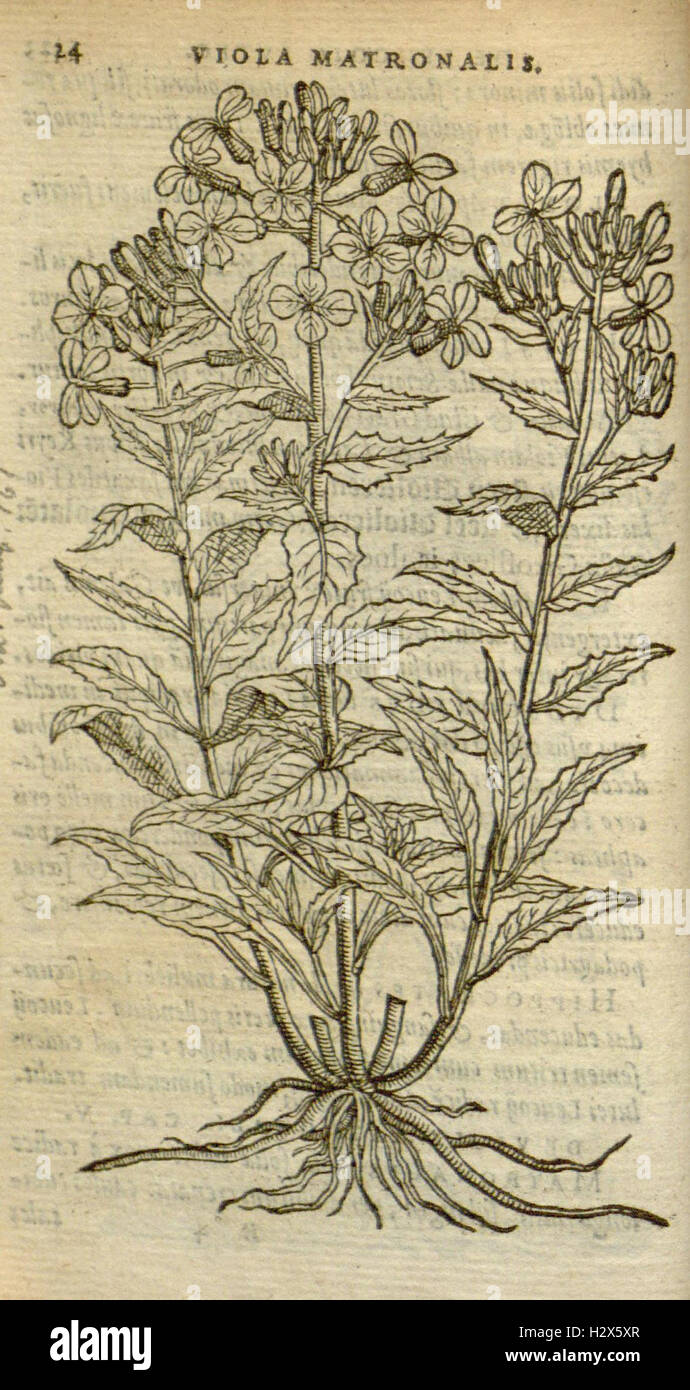 A botanical work documenting the history of fragrant flowers and other ...