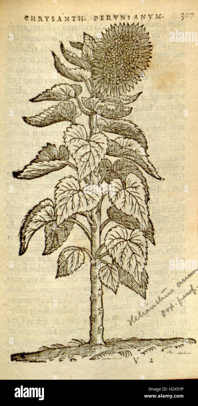 A historical work documenting the history of fragrant flowers and ...