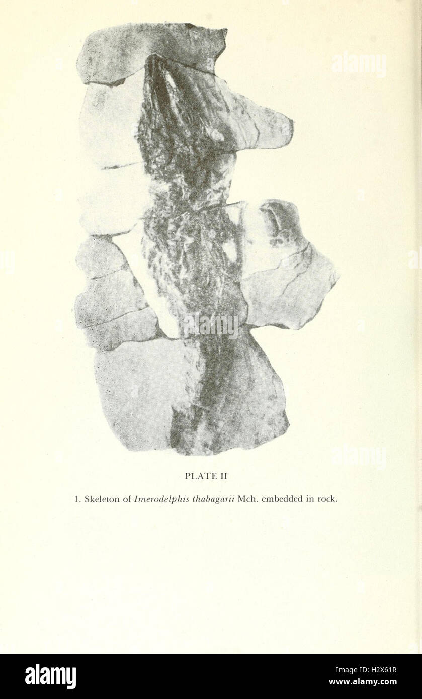 This work documents fossilized cetaceans from the Caucasus region ...