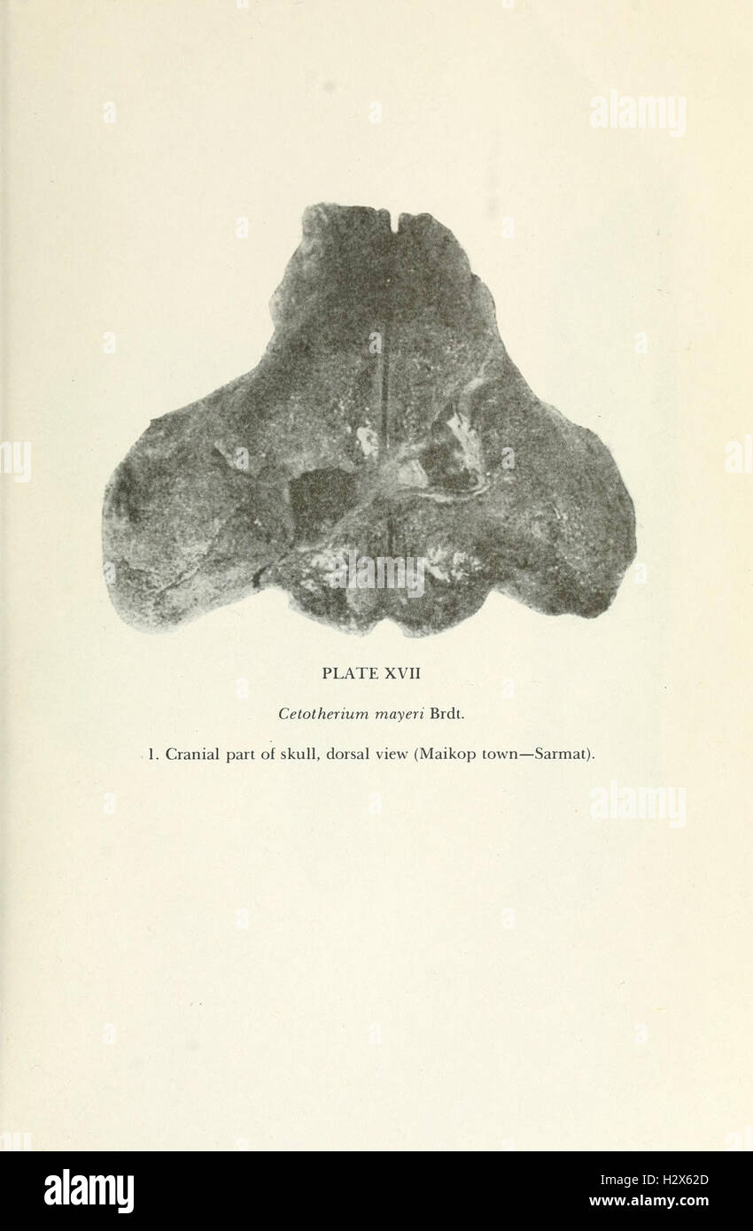 A study of fossilized cetaceans from the Caucasus region, examining the ...