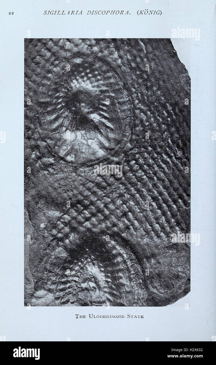 This section of the work focuses on fossilized plants, discussing their ...