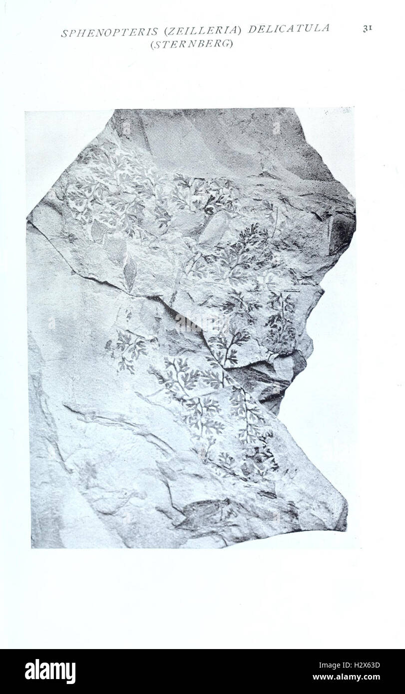 A study of fossilized plants, focusing on plant species from ancient ...