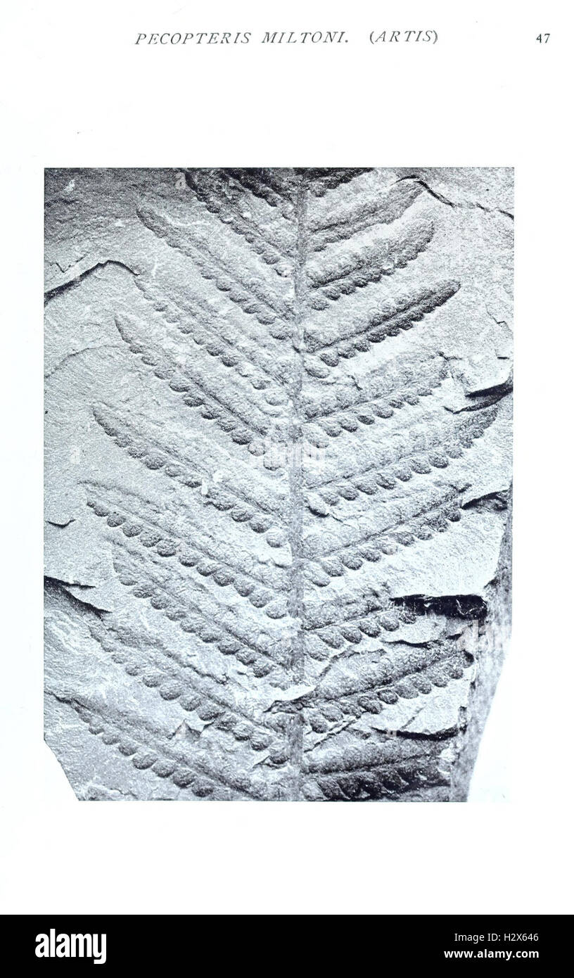 A collection of fossilized plants, showcasing ancient plant species ...