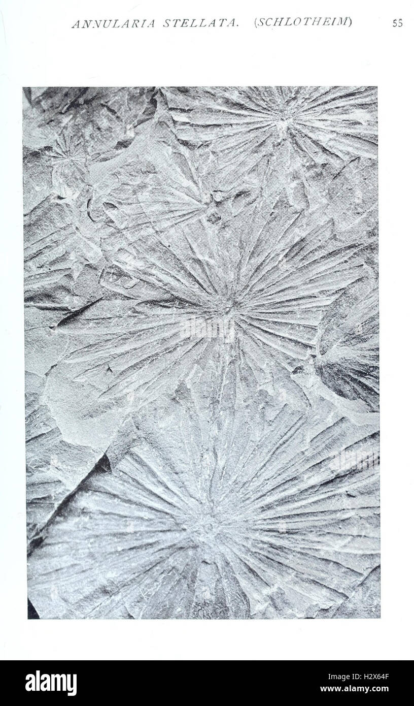 The 'Fossil Plants' collection in BHL426 presents a range of plant ...