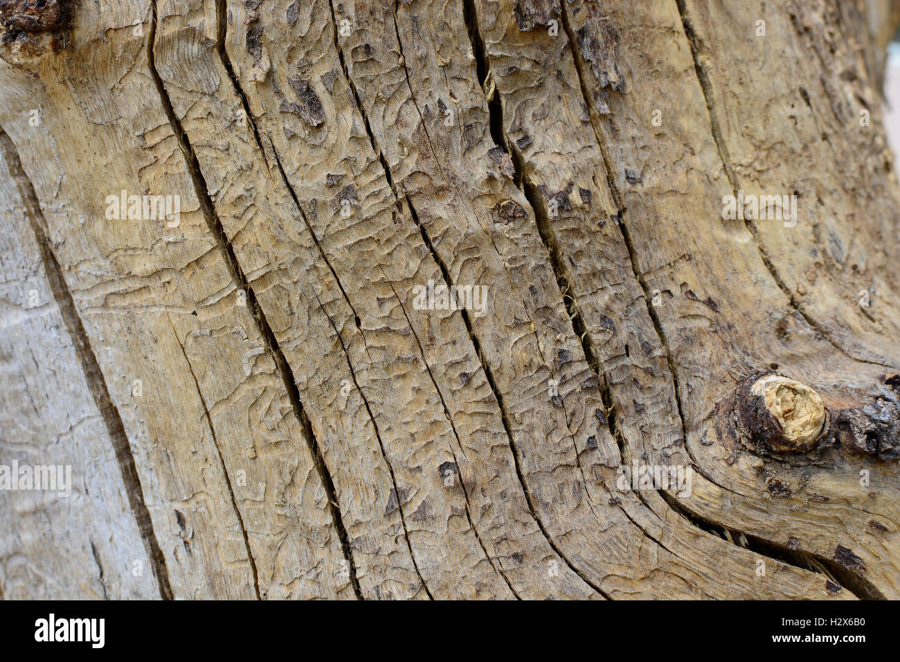 Raw naturally weathered wood Stock Photo - Alamy