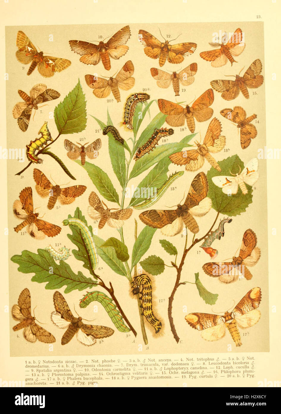 A detailed work on butterflies based on the current state of ...